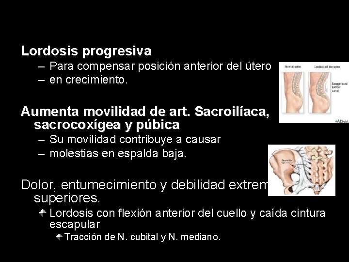 FISIOLOGA DEL EMBARAZO Obstetricia Luca Alejandra Prez Meja