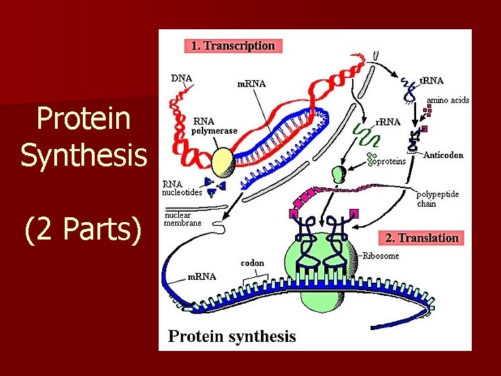 Life Science Chapter 3 Protein Synthesis RNA Ribonucleic