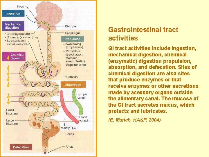 Gastrointestinal tract activities GI tract activities include ingestion