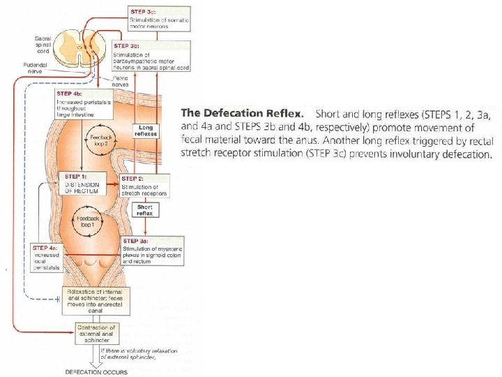 Gastrointestinal tract activities GI tract activities include ingestion
