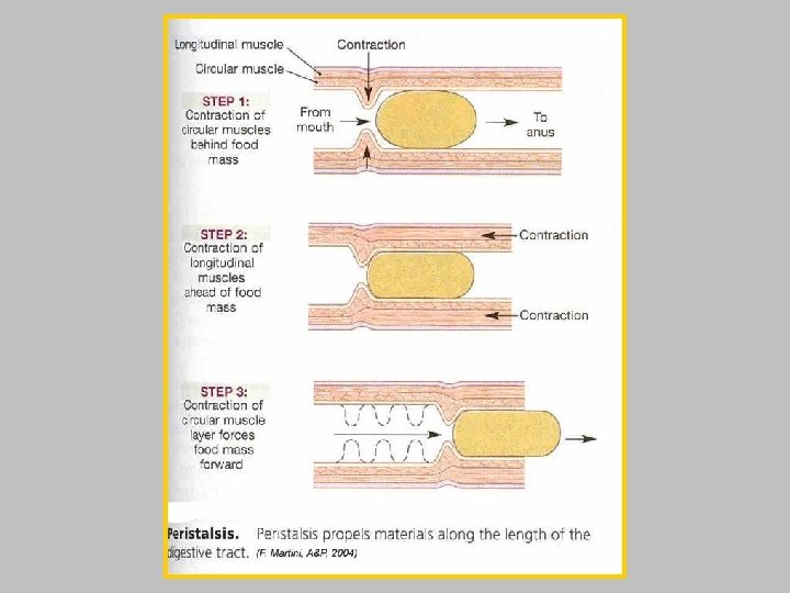 Gastrointestinal tract activities GI tract activities include ingestion