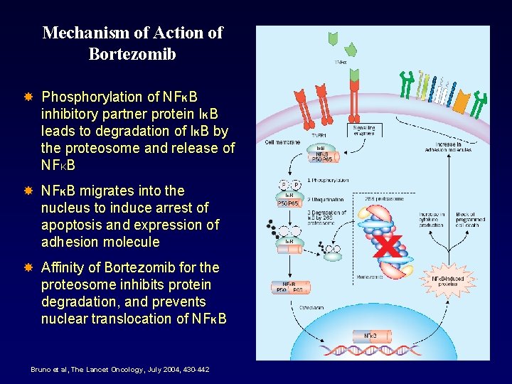 Advances in Biology and Pathophysiology of Multiple Myeloma