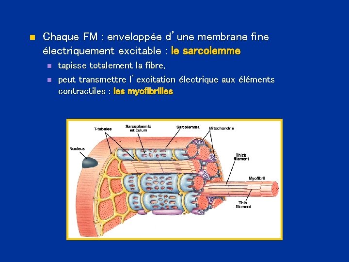 Structure et Fonctions du Muscle Squelettique I Caractristiques