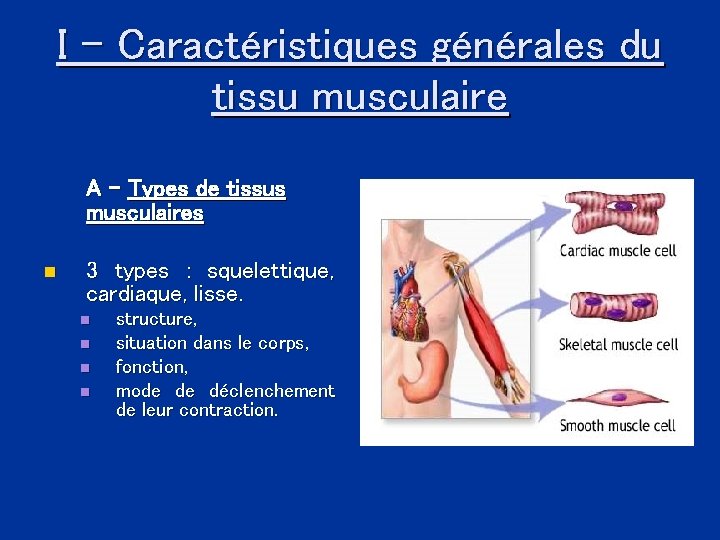 Structure et Fonctions du Muscle Squelettique I Caractristiques