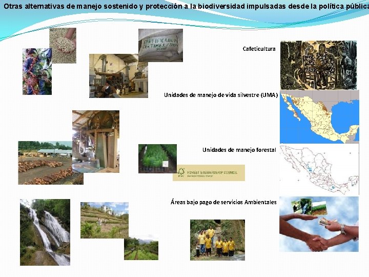 El Sistema Comunitario para la Biodiversidad SICOBI Un
