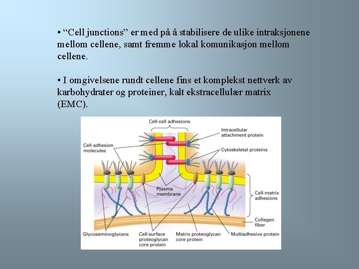 Kapittel 22 Integrering av celler i vev Oversikt