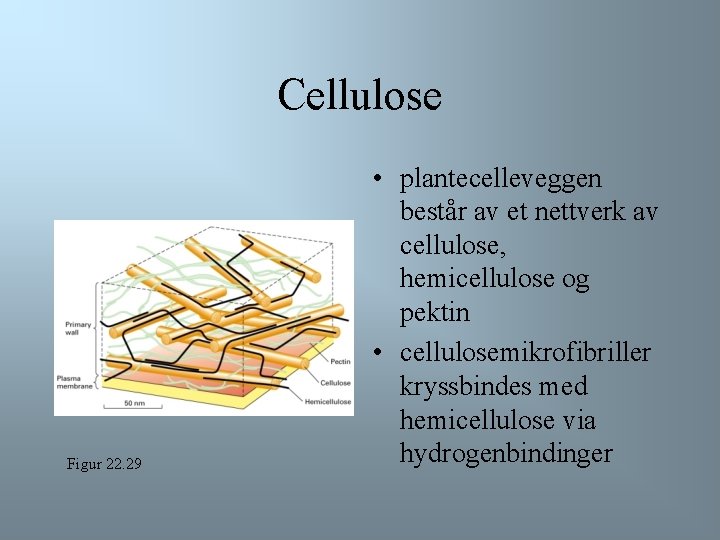 Kapittel 22 Integrering av celler i vev Oversikt