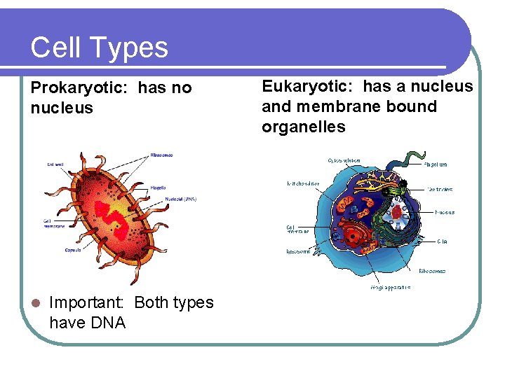 CELL STRUCTURE AND FUNCTIONS Cell Types Prokaryotic has