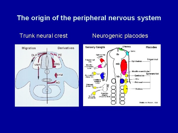 An overview of neurodevelopment Eric Turner MDPh D