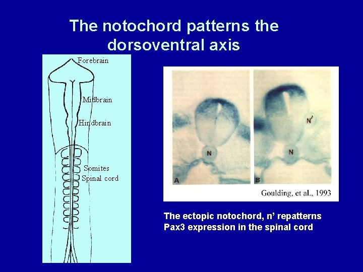 An overview of neurodevelopment Eric Turner MDPh D
