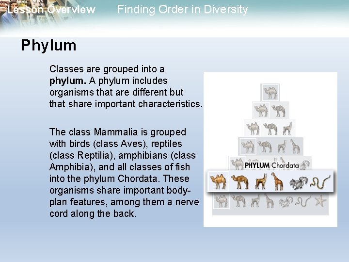 Lesson Overview Finding Order in Diversity Lesson Overview