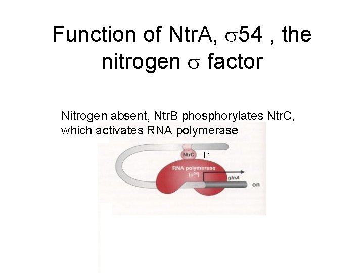 Nitrogenase enzyme complex Nitrogenase Electron transport Mo Fe