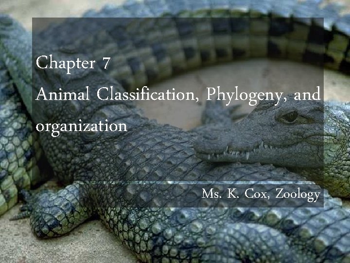 Chapter 7 Animal Classification Phylogeny and organization Ms