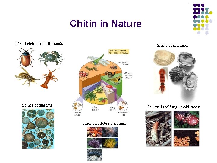 Literature Review Chitin and Chitosan From Nature to