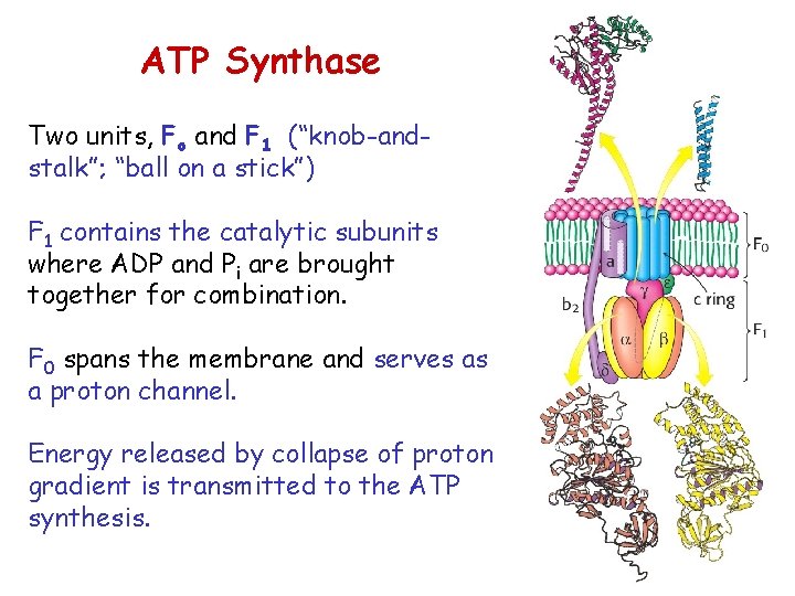 This complex mechanical art fo can be viewed
