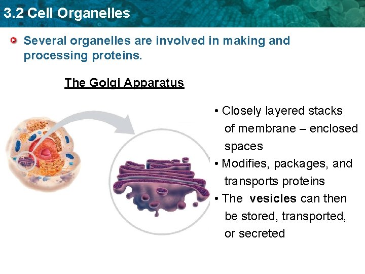 3 2 Cell Organelles KEY CONCEPT Eukaryotic cells