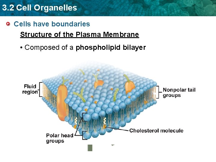 3 2 Cell Organelles KEY CONCEPT Eukaryotic cells