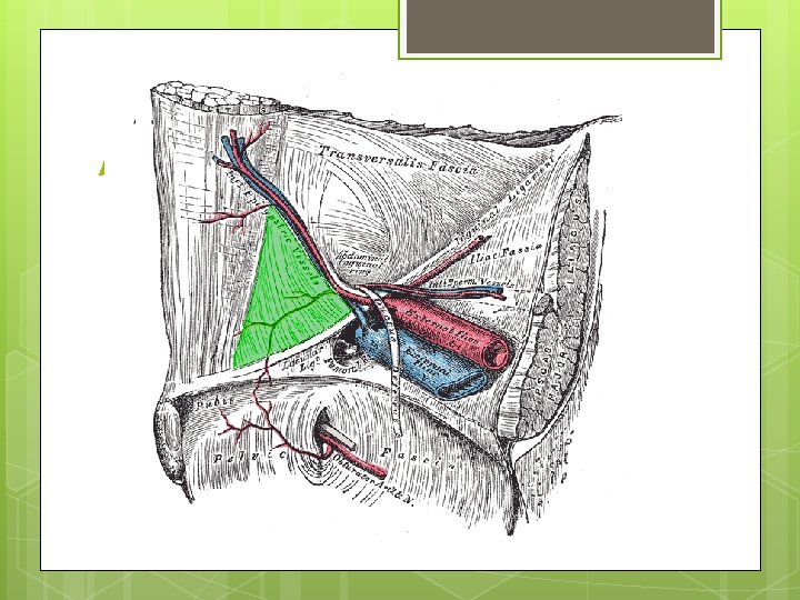 Hernias bowel obstruction Richard Griffiths FY 1 Surgery