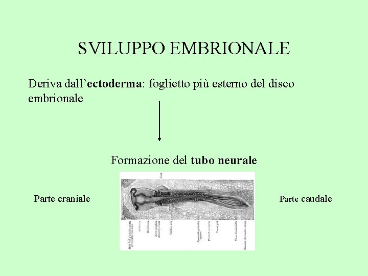 SISTEMA NERVOSO CENTRALE ENCEFALO TELENCEFALO DIENCEFALO MESENCEFALO ...