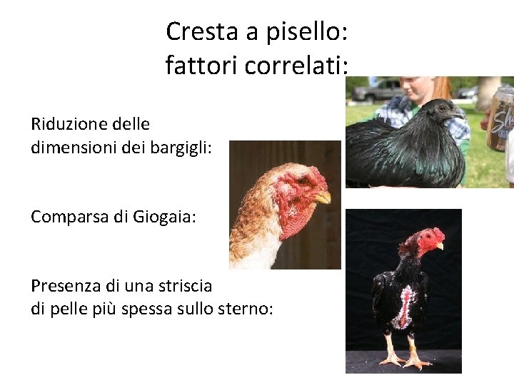 Morfologia del pollo La forma del pollo anatomia