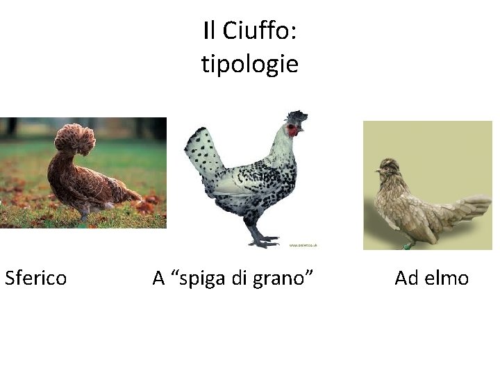 Morfologia del pollo La forma del pollo anatomia