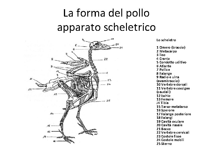 Morfologia del pollo La forma del pollo anatomia