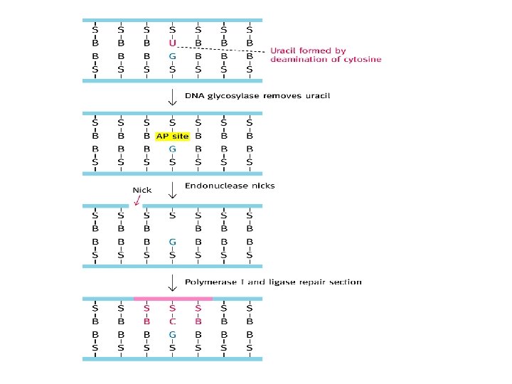 DNA Repair and Recombiantion Methyldirected mismatch repair 1