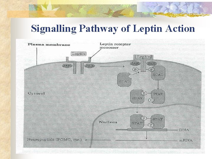 BIOCHEMISTRY OF LEPTIN Shalini Jain and Hariom Yadav