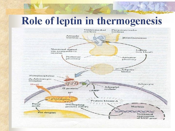 BIOCHEMISTRY OF LEPTIN Shalini Jain and Hariom Yadav