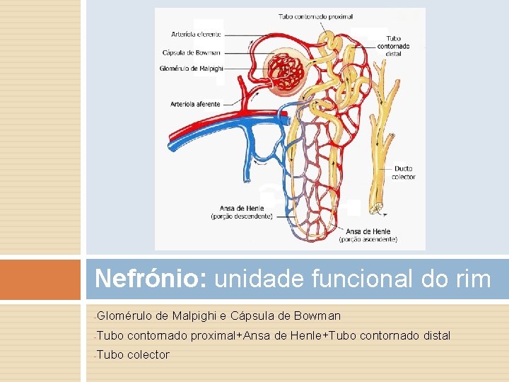 OSMORREGULAO Sistema Excretor Estrutura do Sistema Excretor Para