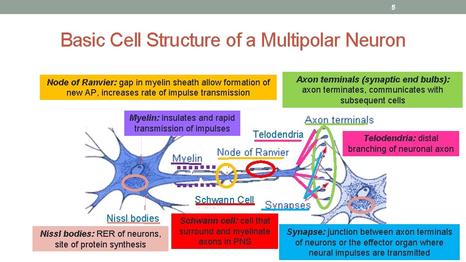1 BI 232 Laboratory I Nervous Tissue 2