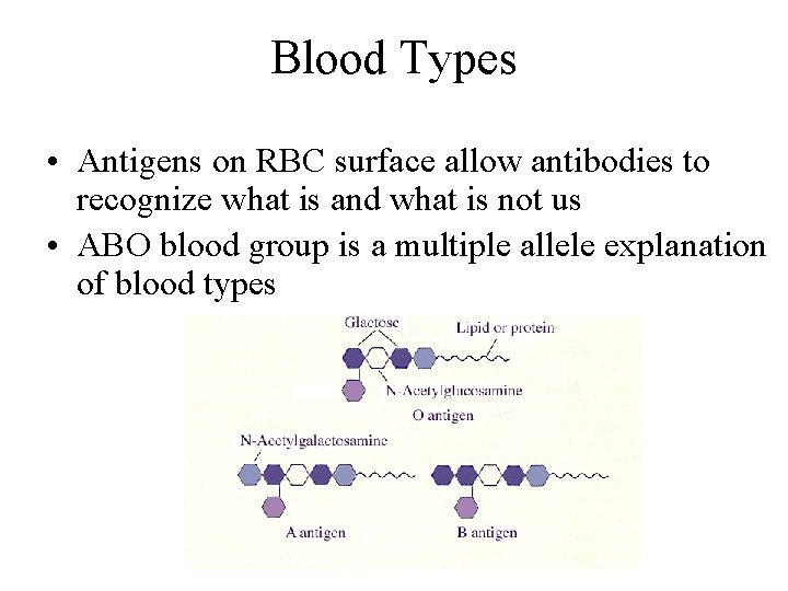 Chapter 18 The Circulatory System Blood Functions and