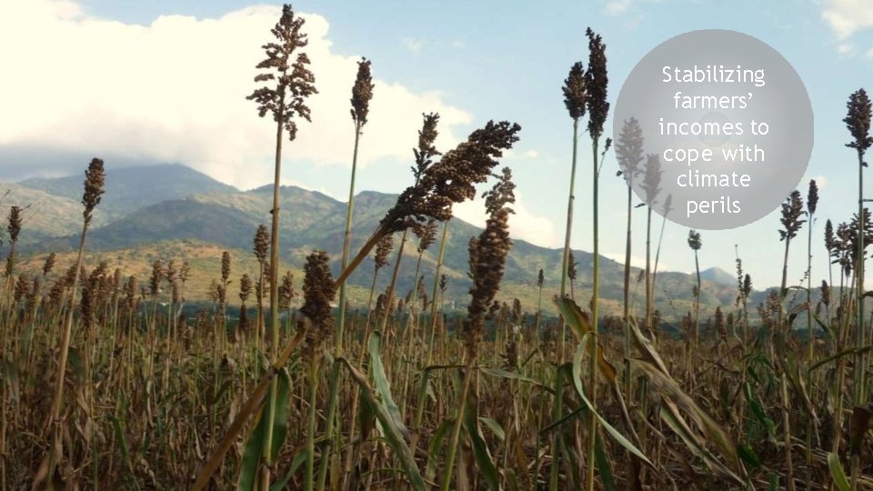 Agriculture yield loss assessment using crop modeling for