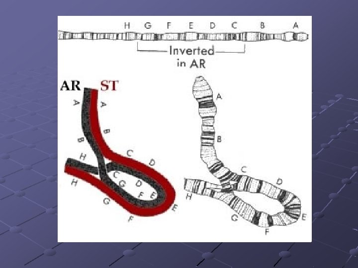 Variaciones Numricas y Estructurales del Cariotipo Conjunto de