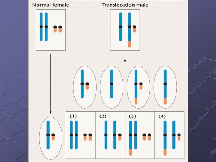 Variaciones Numricas y Estructurales del Cariotipo Conjunto de