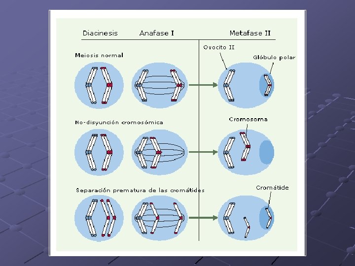 Variaciones Numricas y Estructurales del Cariotipo Conjunto de