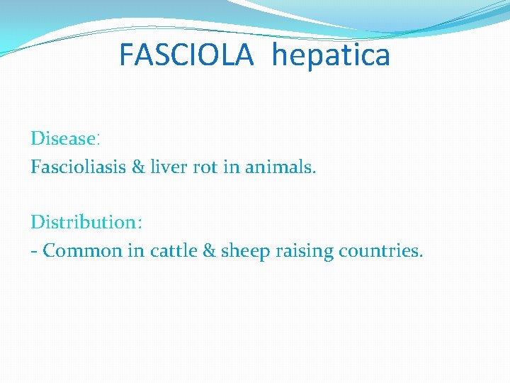 FASCIOLA HEPATICA FASCIOLA hepatica Disease Fascioliasis liver rot