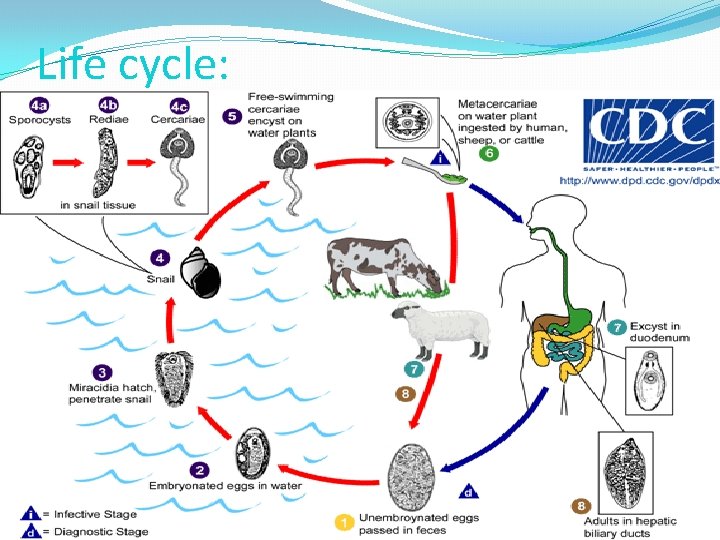 FASCIOLA HEPATICA FASCIOLA hepatica Disease Fascioliasis liver rot