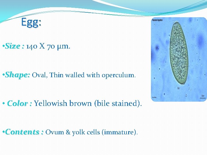 FASCIOLA HEPATICA FASCIOLA hepatica Disease Fascioliasis liver rot