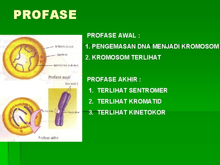 INTRODUCTION PEMBELAHAN SEL PERISTIWA PERTAMBAHAN JUMLAH SEL INDUK