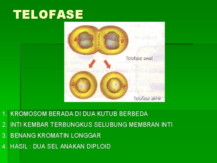 INTRODUCTION PEMBELAHAN SEL PERISTIWA PERTAMBAHAN JUMLAH SEL INDUK
