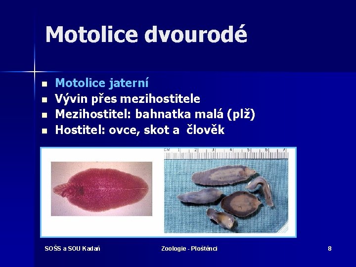 ZOOLOGIE PLOTNCI SOS a SOU Kada Zoologie Plotnci