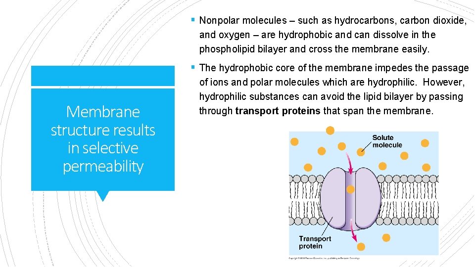 Chapter 7 Membrane Structure and Function The cell
