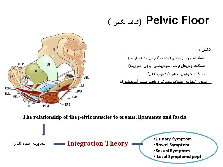 POP Surgical or Nonsurgical Z Ghanbari Professor Urogynecologist