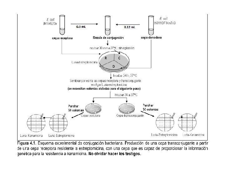 3 ESTRUCTURA PROPIEDADES Y FUNCIN DE LOS CIDOS