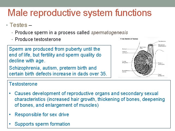 REPRODUCTIVE SYSTEM Male Reproductive System What do you