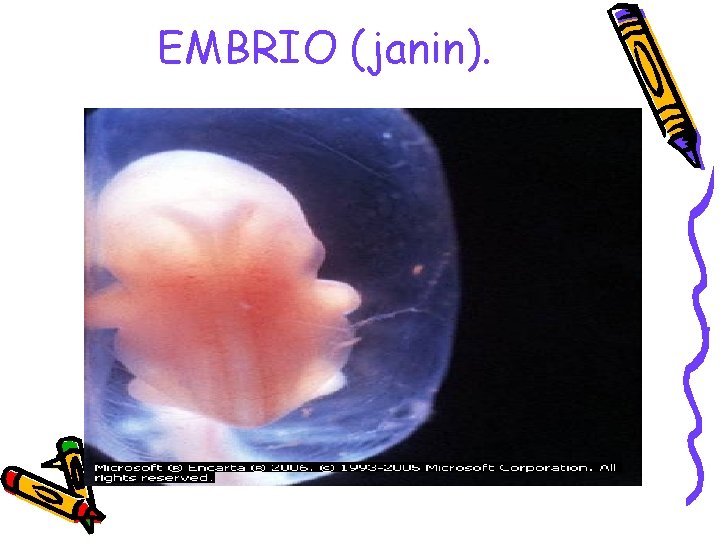 PERTUMBUHAN DAN PERKEMBANGAN Pertumbuhan adalah proses pertambahan jumlah