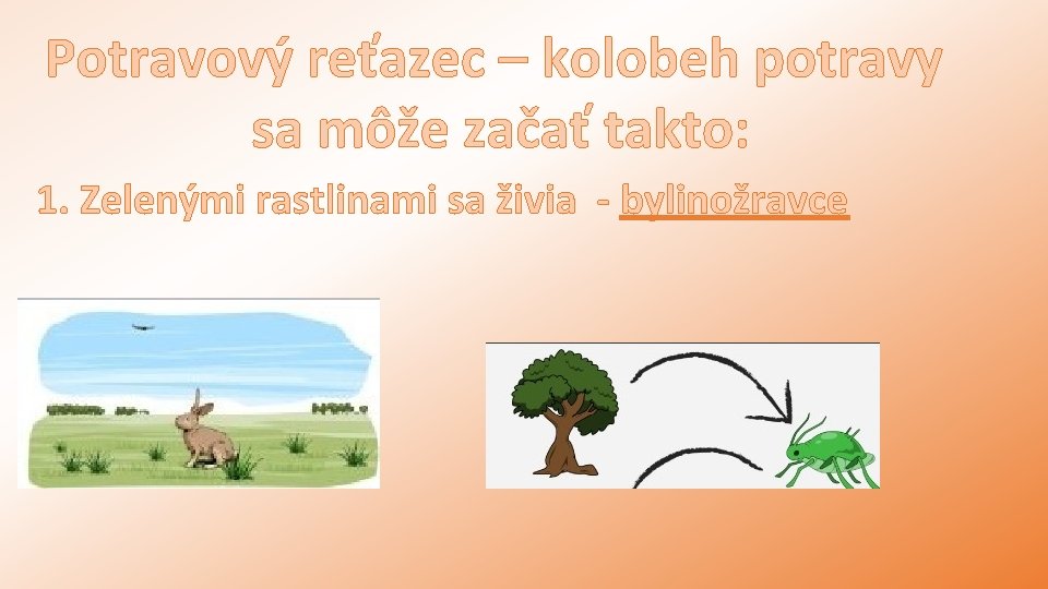 Potravov reazec 4 ronk Paed Dr ubica Machavov