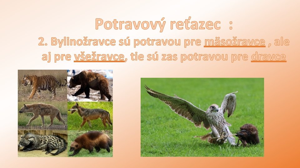 Potravov reazec 4 ronk Paed Dr ubica Machavov