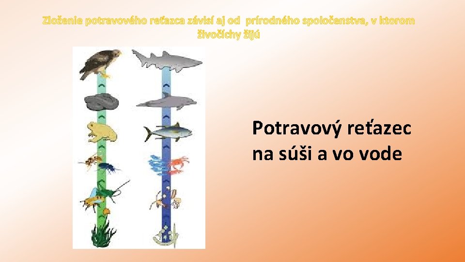 Potravov reazec 4 ronk Paed Dr ubica Machavov